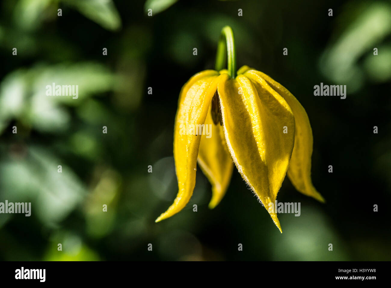 Flower of a golden clematis (Clematis tangutica Stock Photo - Alamy