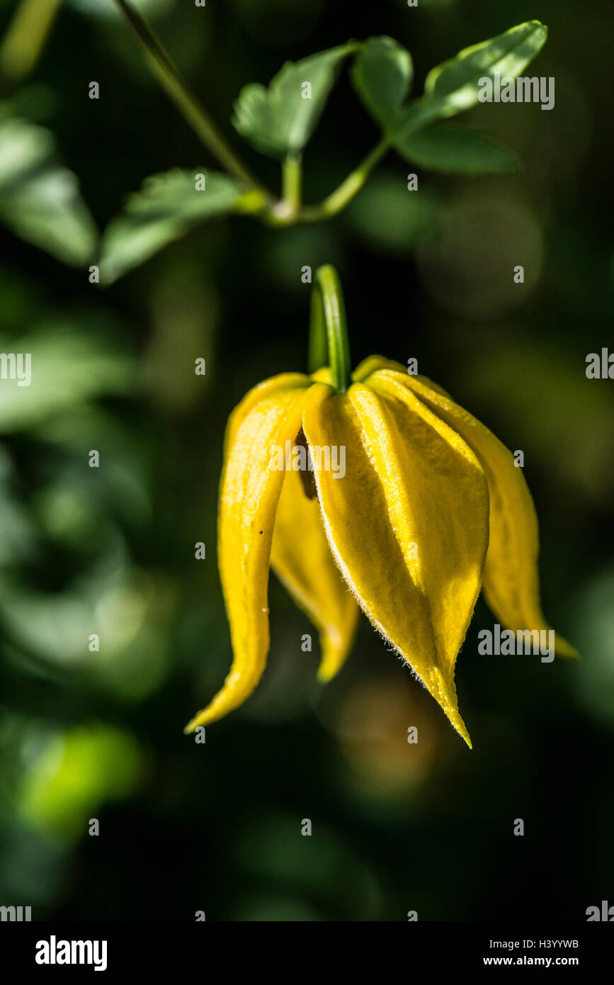 Flower of a golden clematis (Clematis tangutica Stock Photo - Alamy