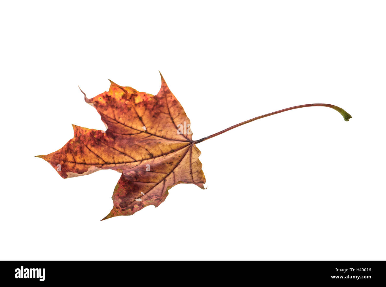 Dry maple leaf isolated on white background. Nature object Stock Photo ...