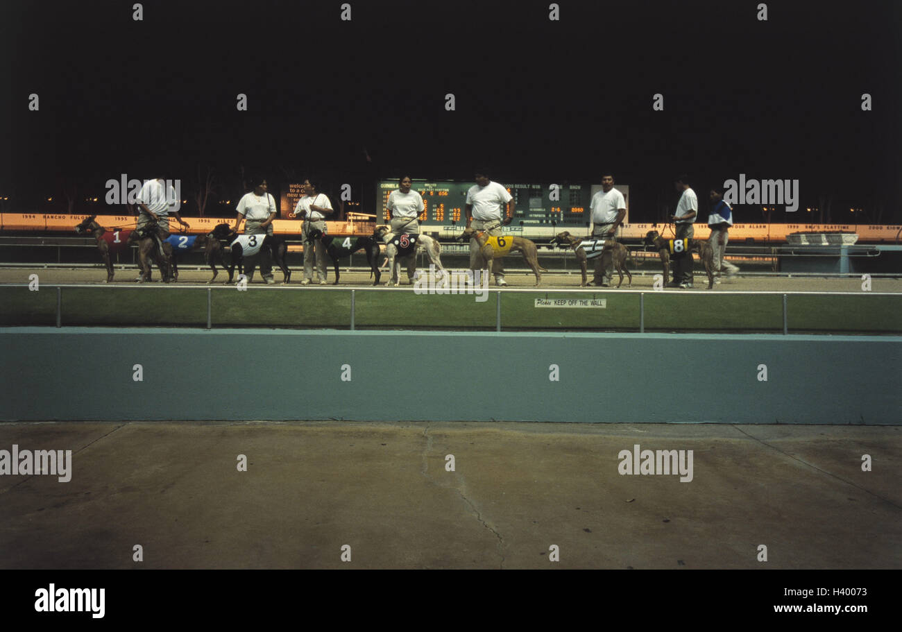 The USA, Florida, Naples, dog race, dog owner, greyhounds, America ...