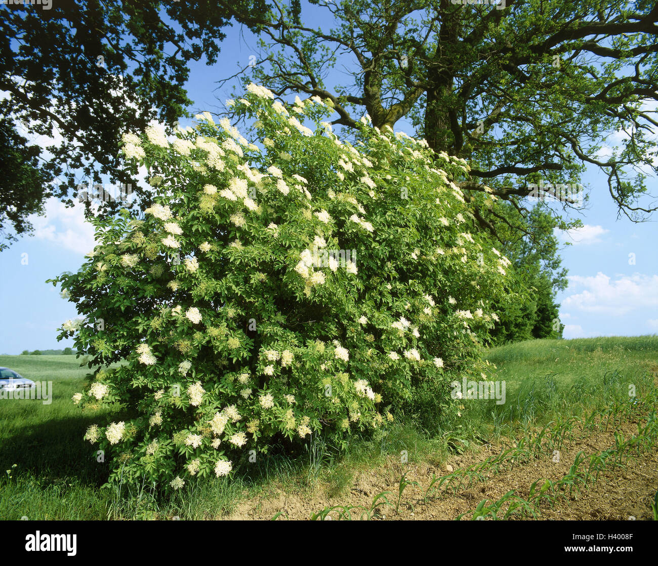 Field margin, elderberry, blossom, spring, plant, shrub, elder, elder ...