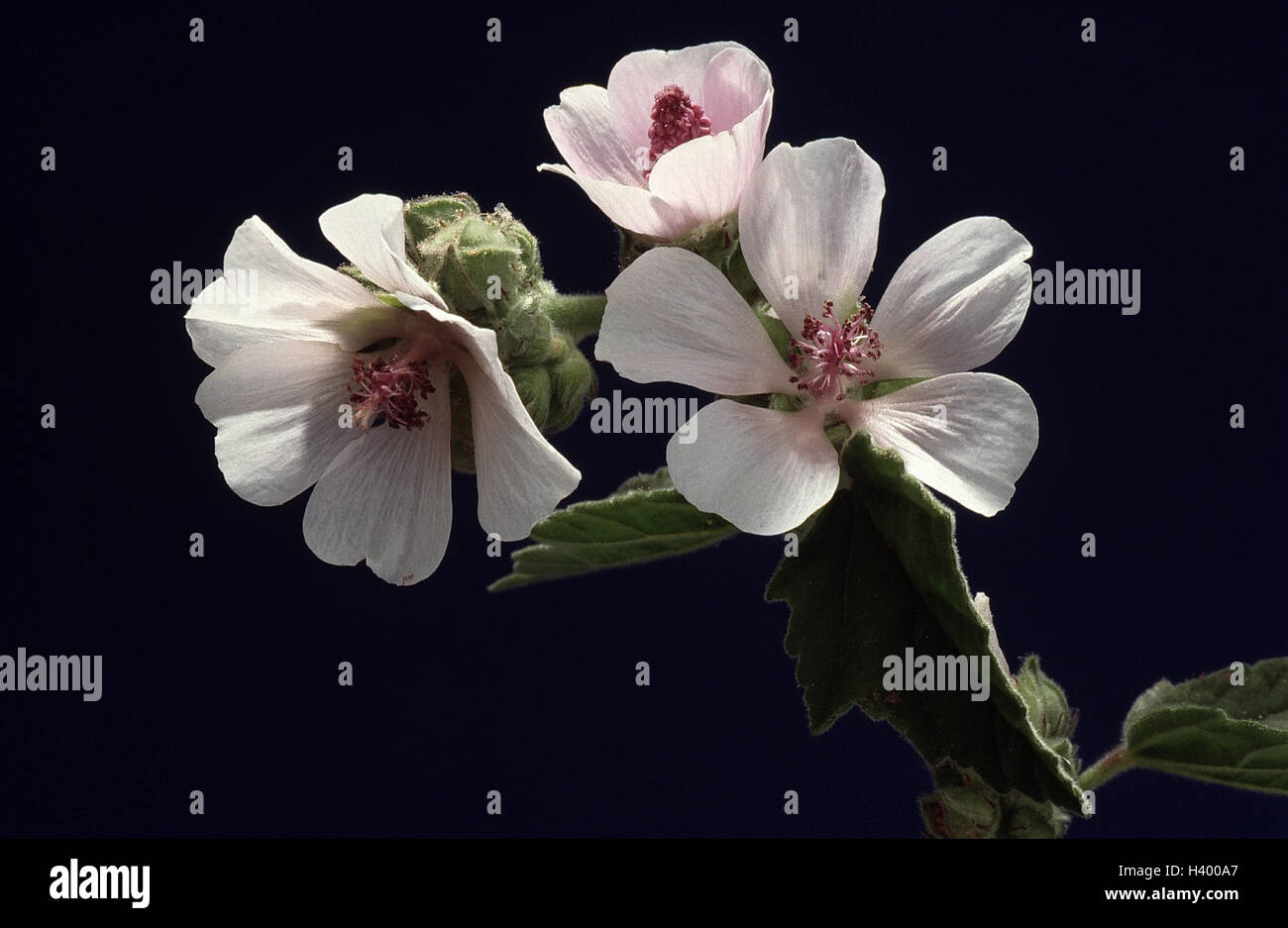 Medicinal plants, marsh mallow, Althaea, officinalis, detail, blossoms ...