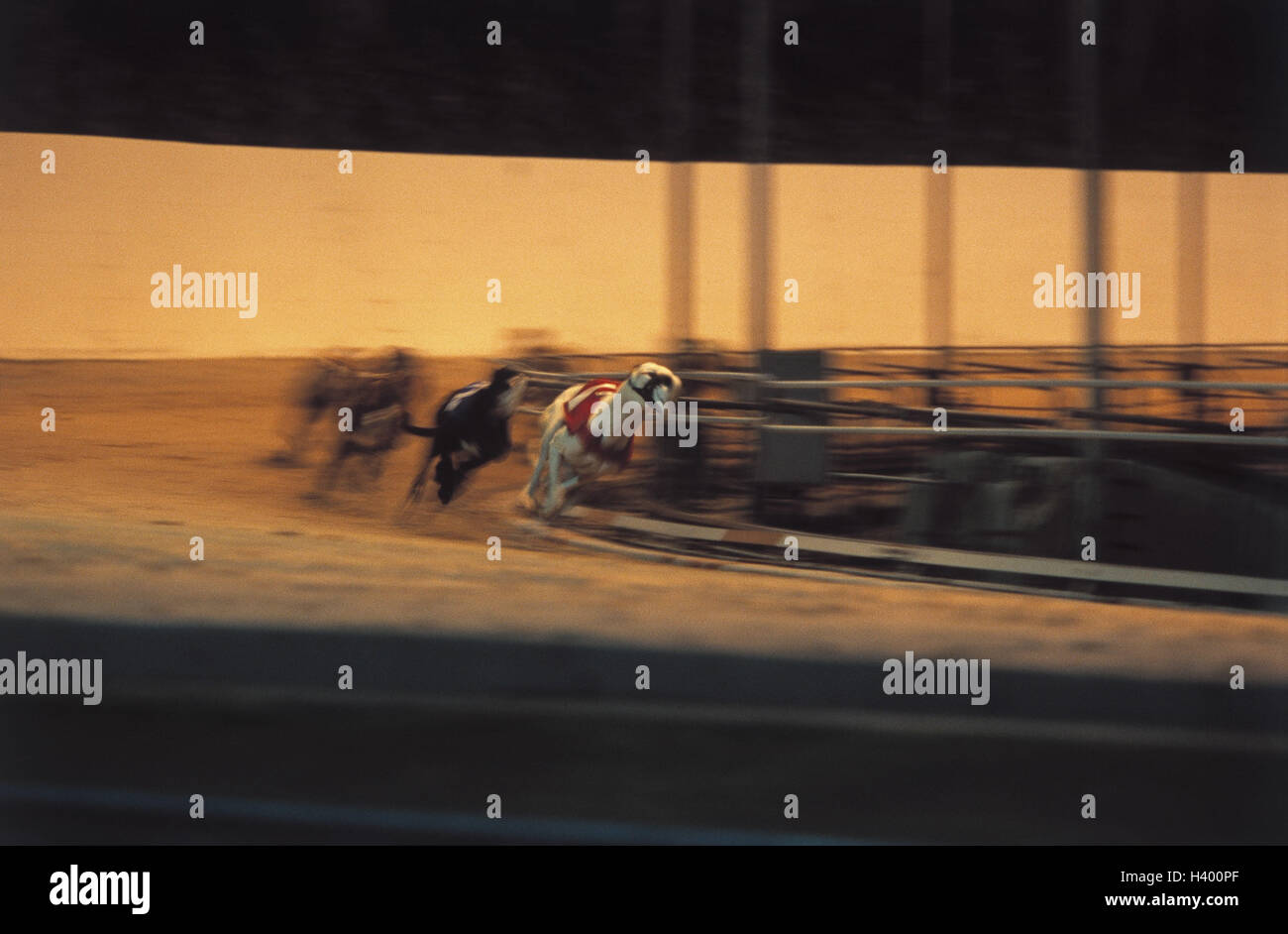 The USA, Florida, Naples, dog race, America, racecourse, animals ...
