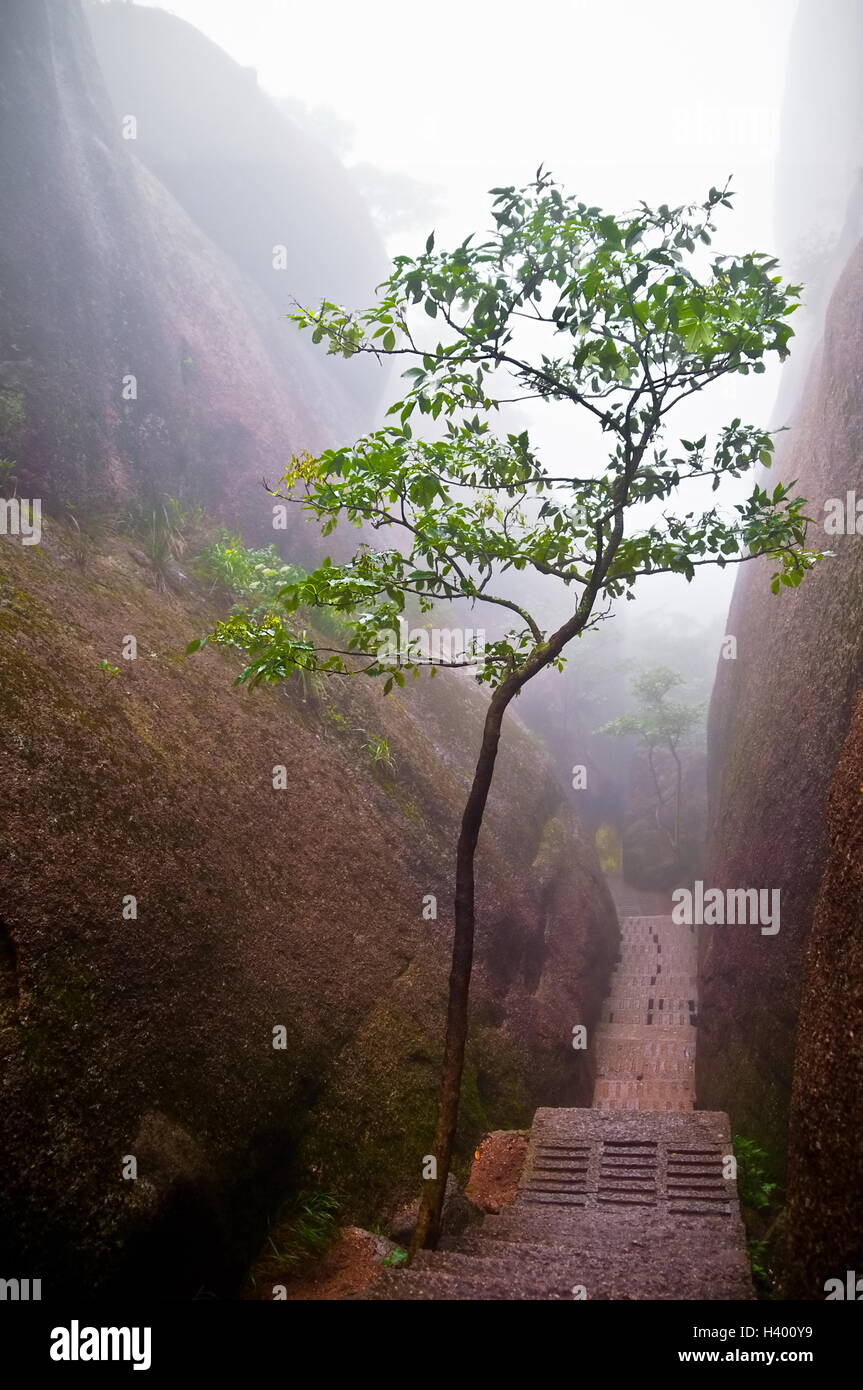Tree growing in mountain footpath, China Stock Photo - Alamy