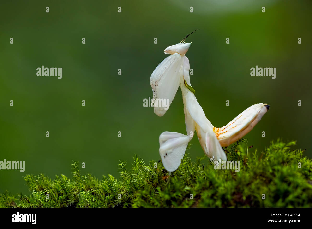 Orchid mantis hi-res stock photography and images - Alamy