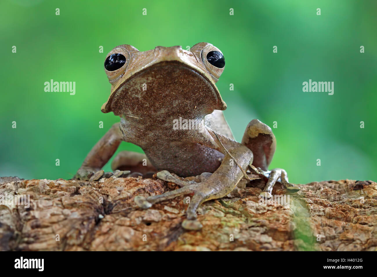 Eared frog sitting on branch, Indonesia Stock Photo - Alamy