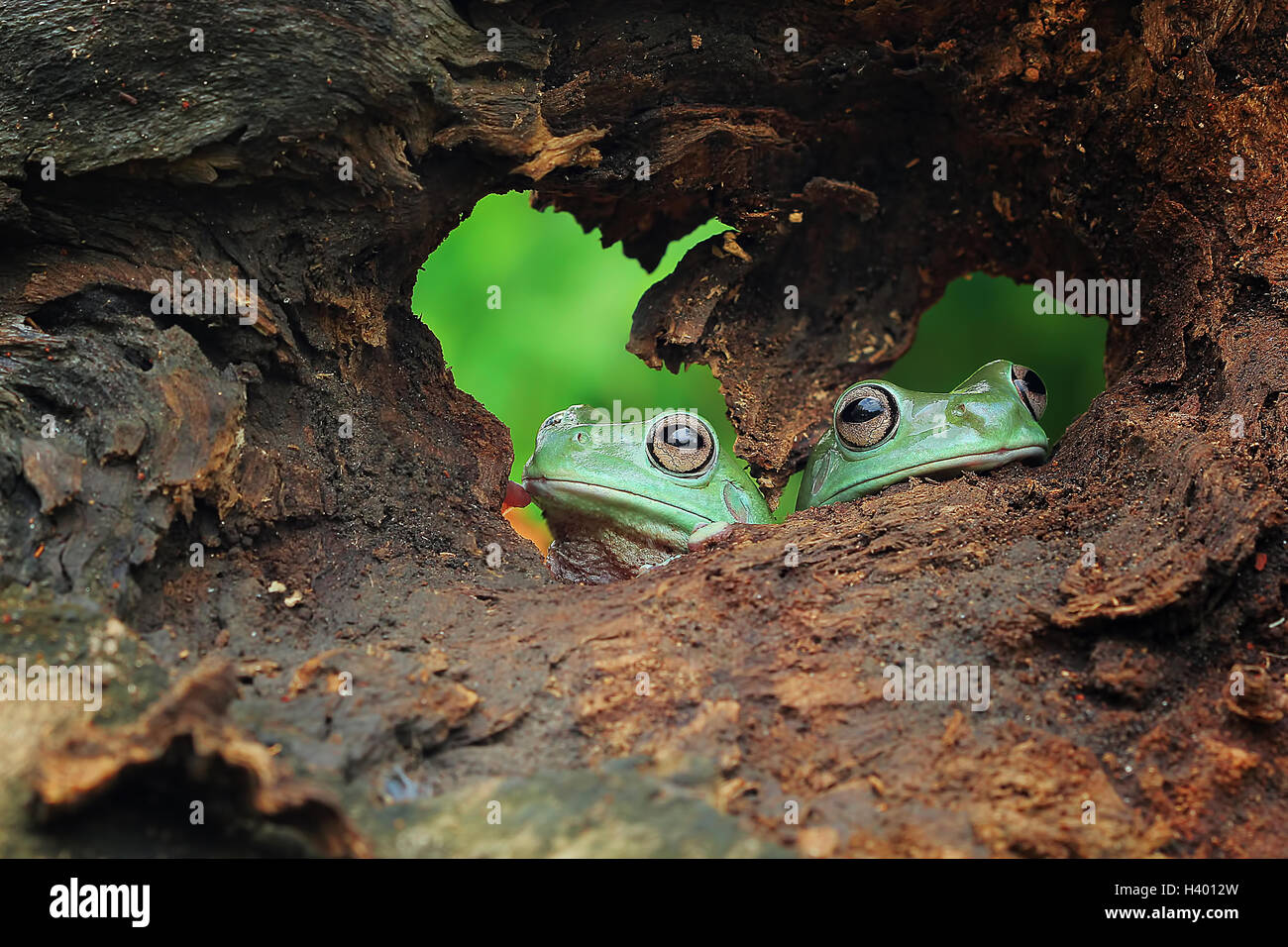 Two tree frogs sitting head to hi-res stock photography and images - Alamy