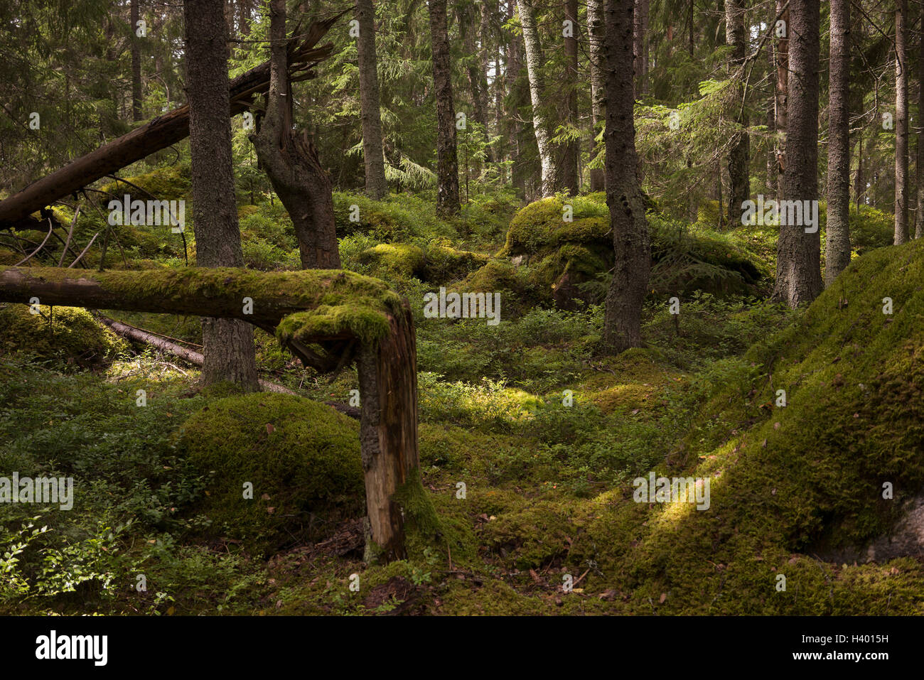 Trees with moss hi-res stock photography and images - Alamy