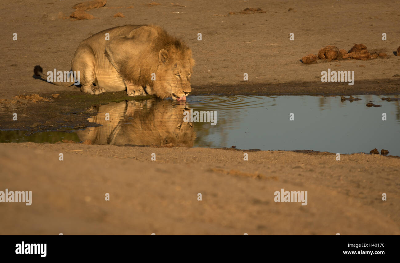 Lion reflection in water hi-res stock photography and images - Alamy