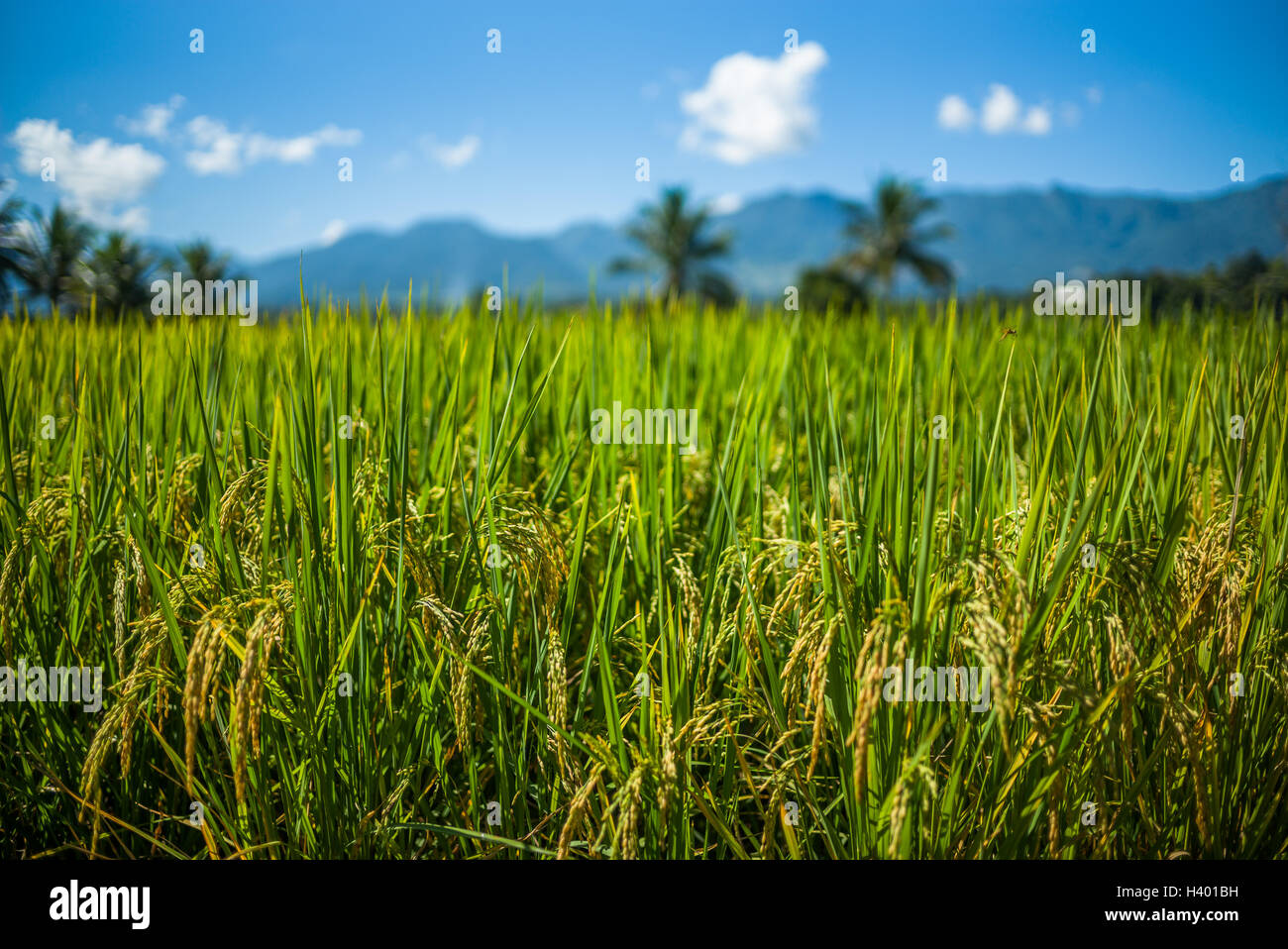 Close-up of rice field, Pai, Thailand Stock Photo - Alamy