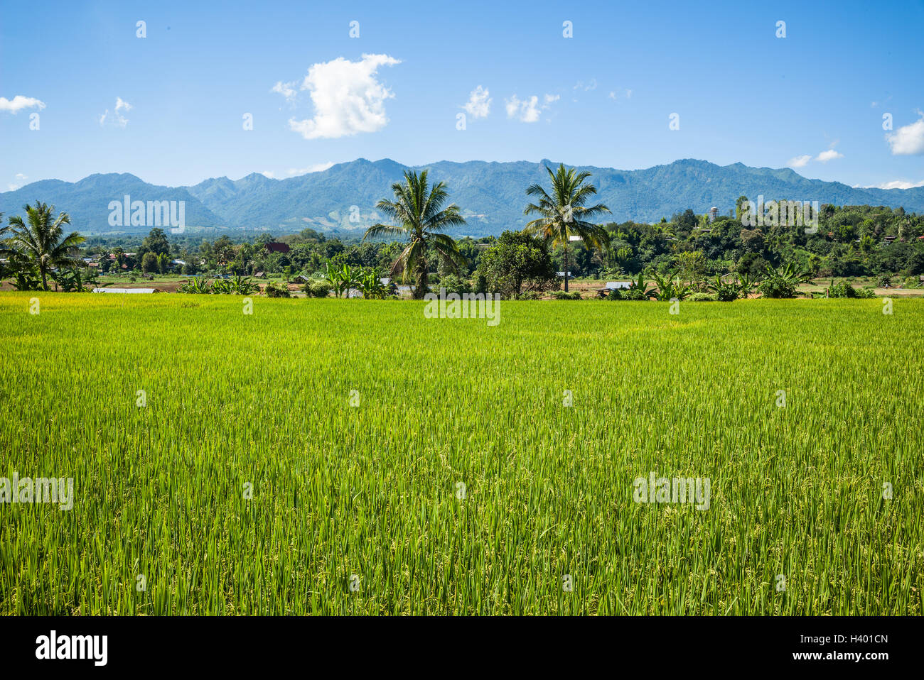 Rice paddy field, Pai, Thailand Stock Photo - Alamy