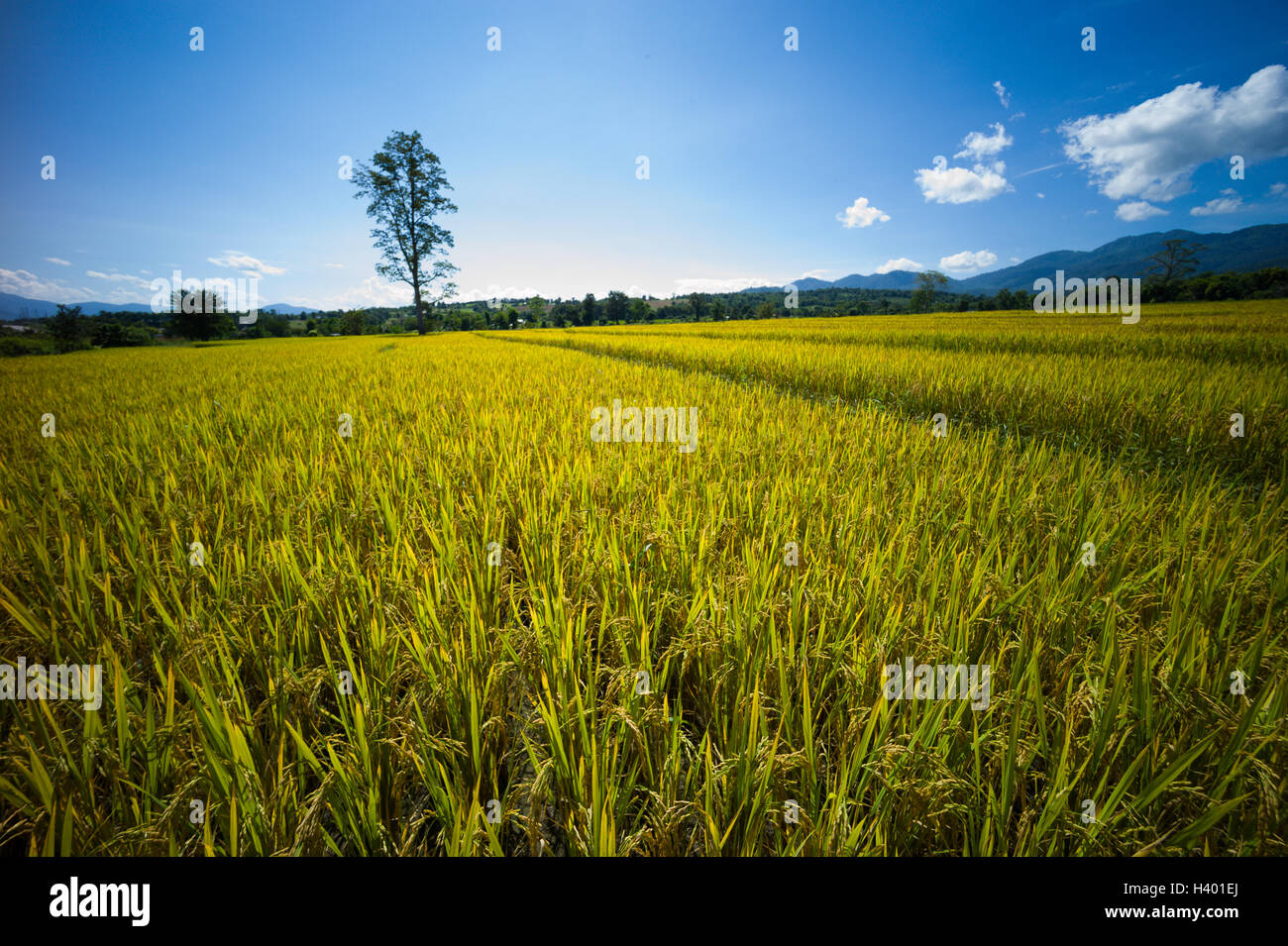 Tree in rice field, Pai, Thailand Stock Photo - Alamy