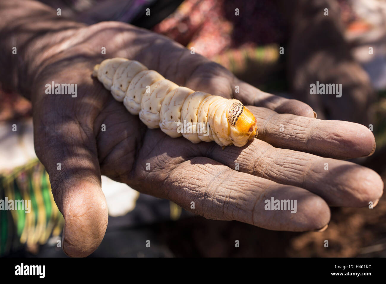 Witchetty grub australia hi-res stock photography and images - Alamy