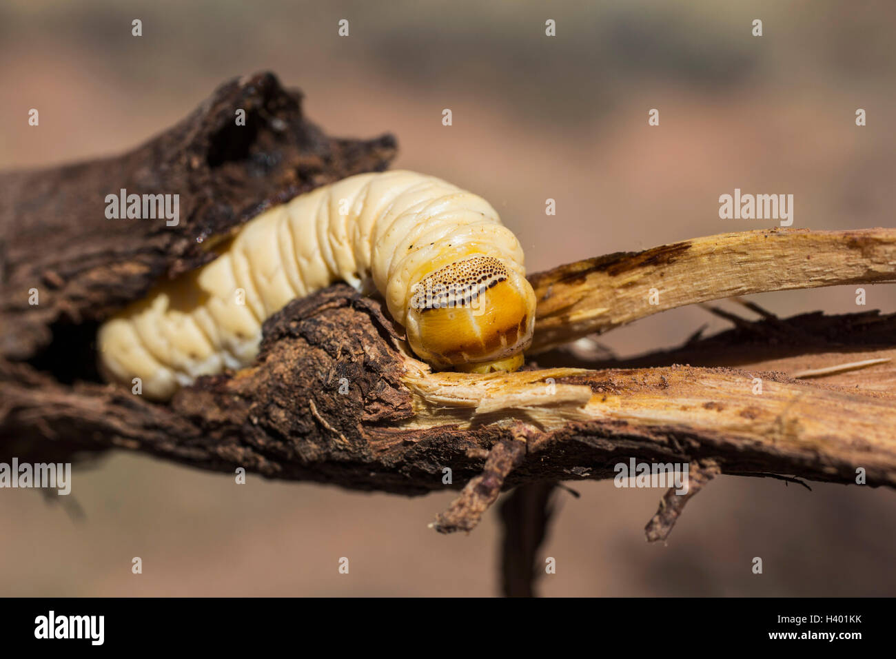 Witchetty grub hi-res stock photography and images - Alamy