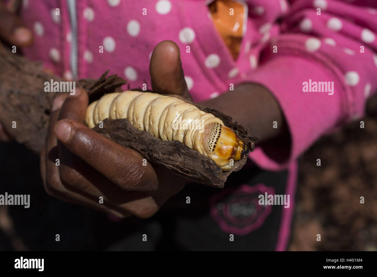 Witchetty grub australia hi-res stock photography and images - Alamy
