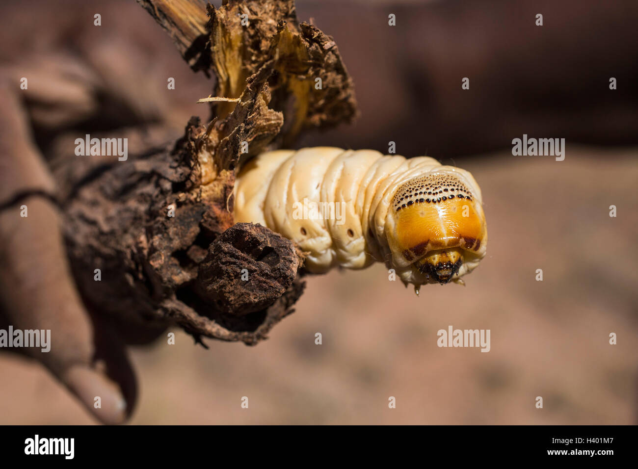 Witchetty grub hi-res stock photography and images - Alamy