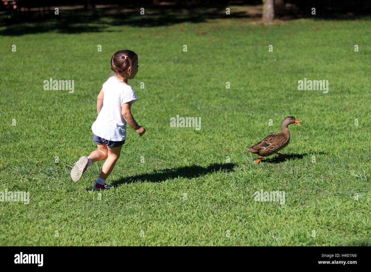 Girl chasing a duck Stock Photo - Alamy