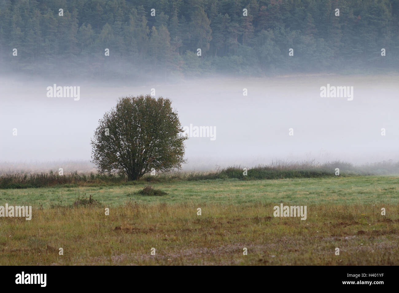 Lonely tree in the wisps of fog Stock Photo - Alamy