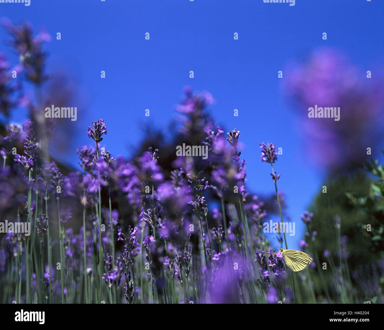 Lavender field, Lavandula spec., detail, butterfly, Europe, Switzerland ...