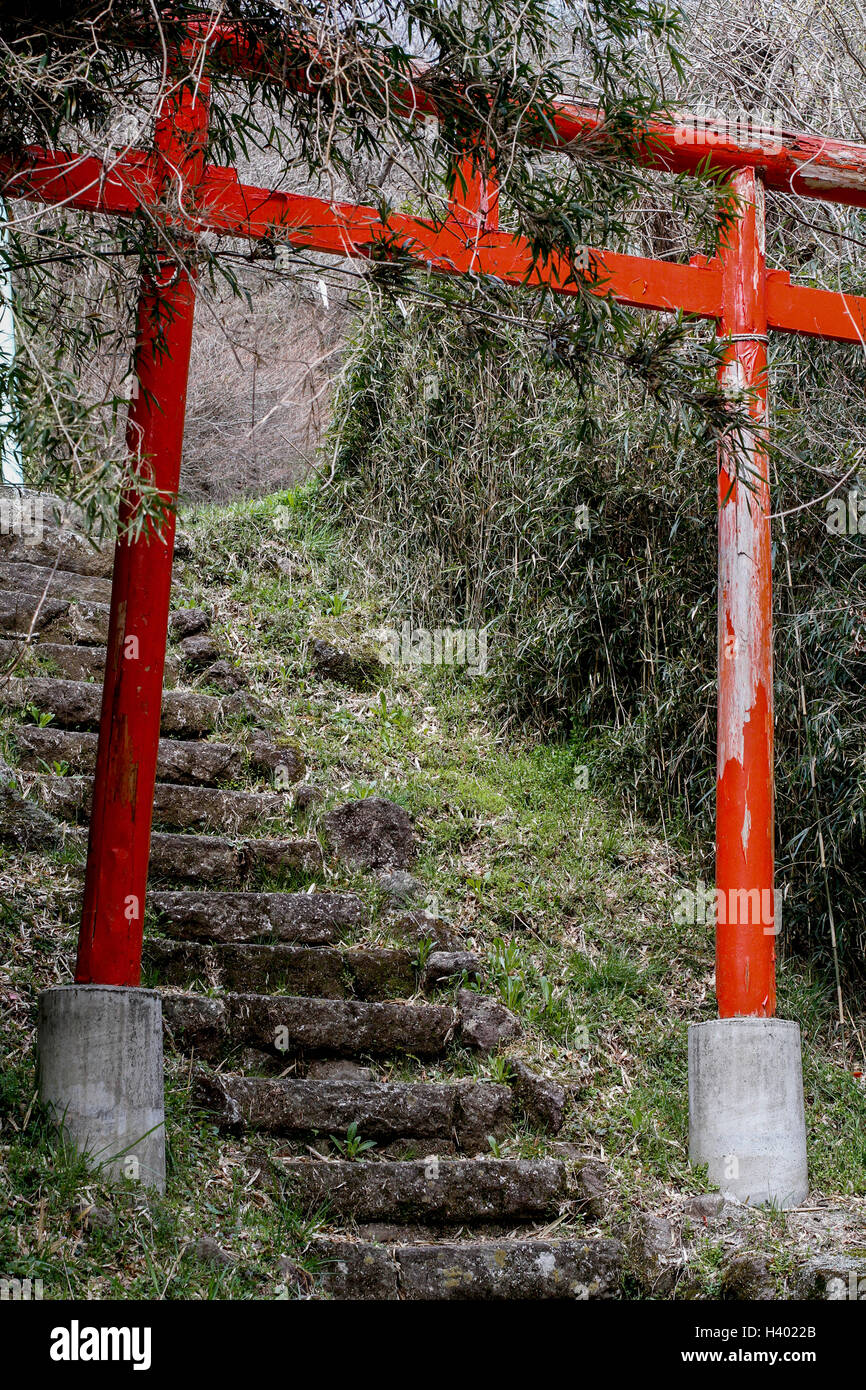 Torii Gate over steps amidst trees in forest, Hakone, Fuji-Hakone-Izu ...