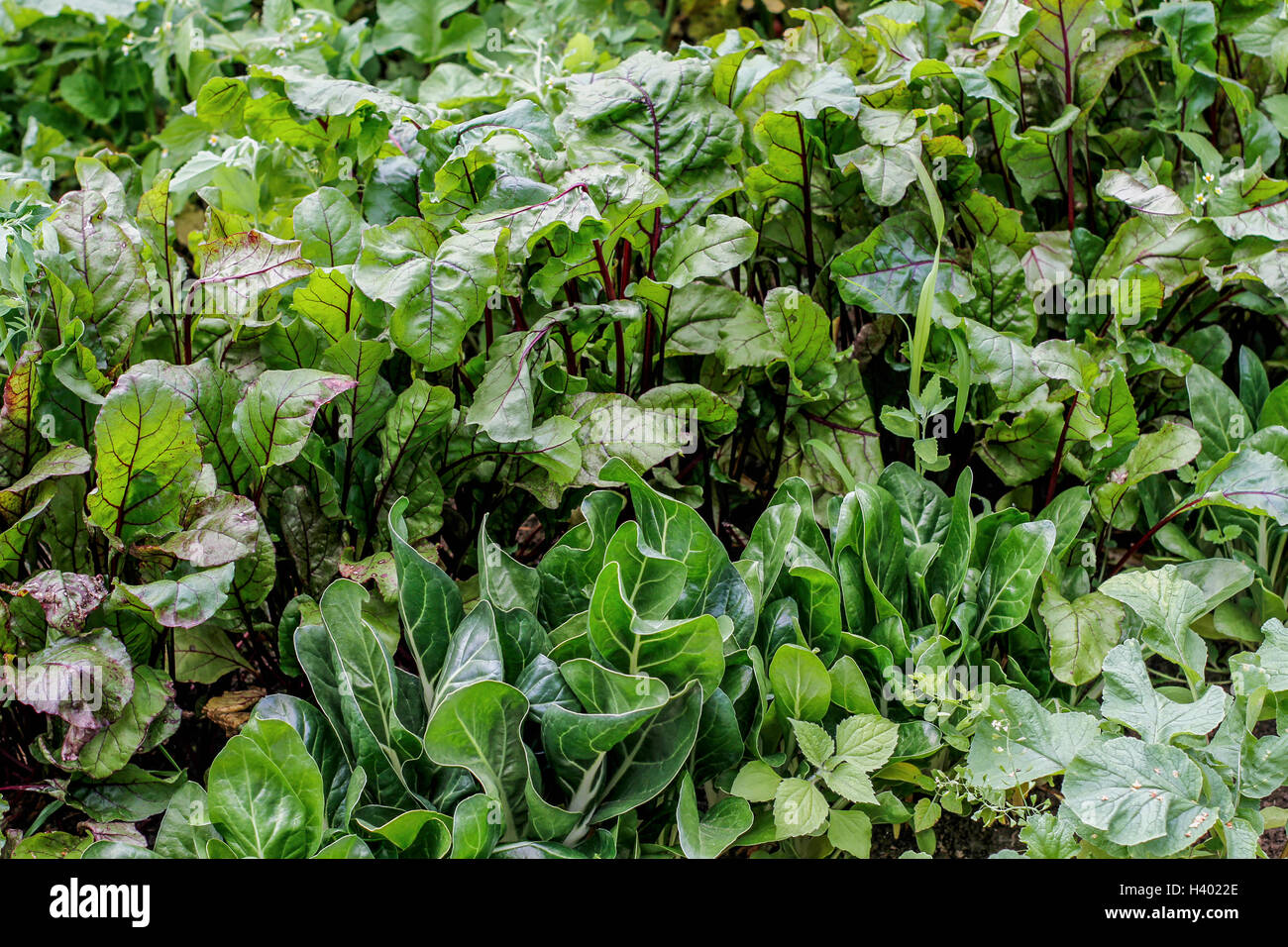 Full frame shot of leaf vegetables growing in field Stock Photo - Alamy