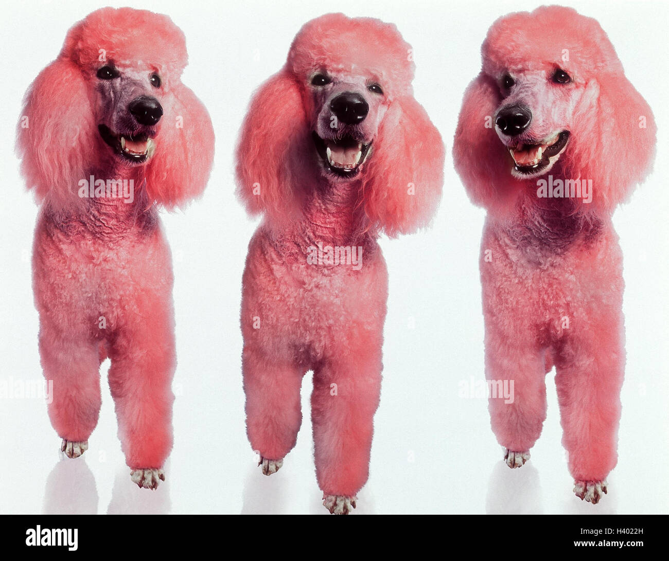Poodle, studio, copy space, pink, tintedly, animal, mammals, dogs ...