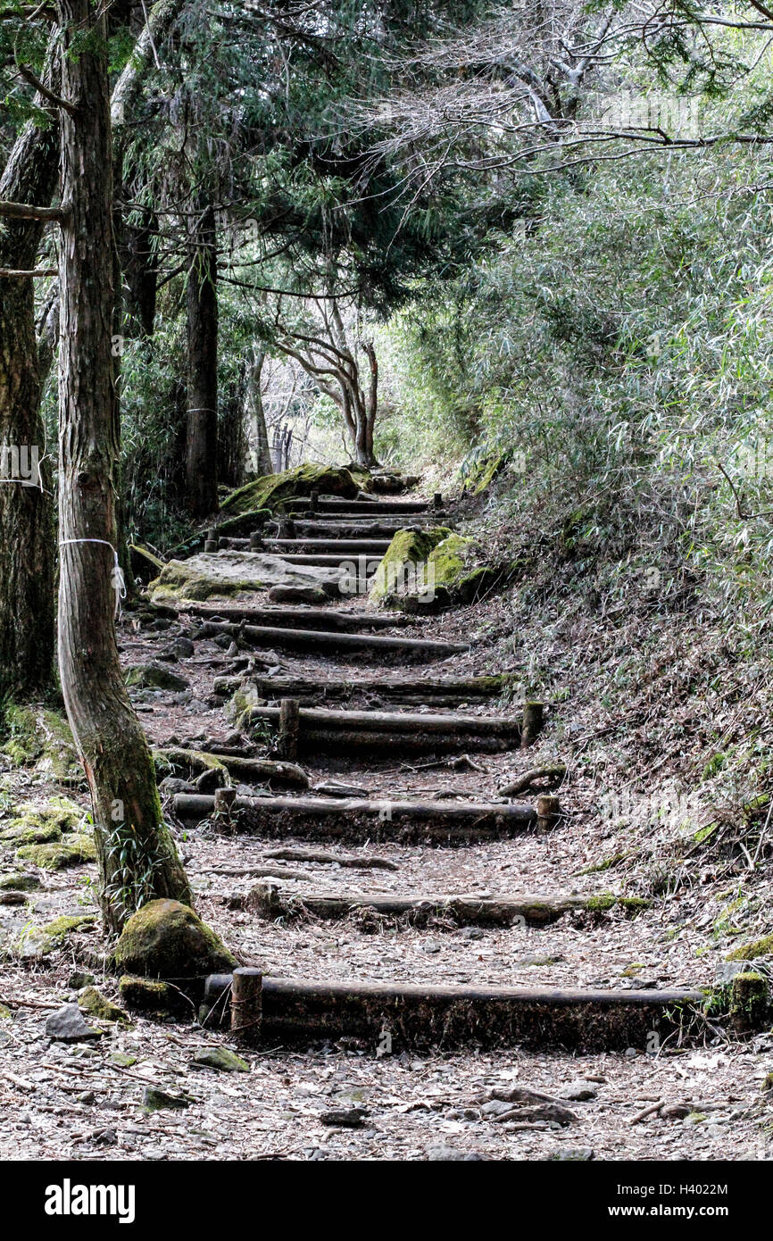 Low angle view of old steps amidst trees in forest, Hakone, Fuji-Hakone ...