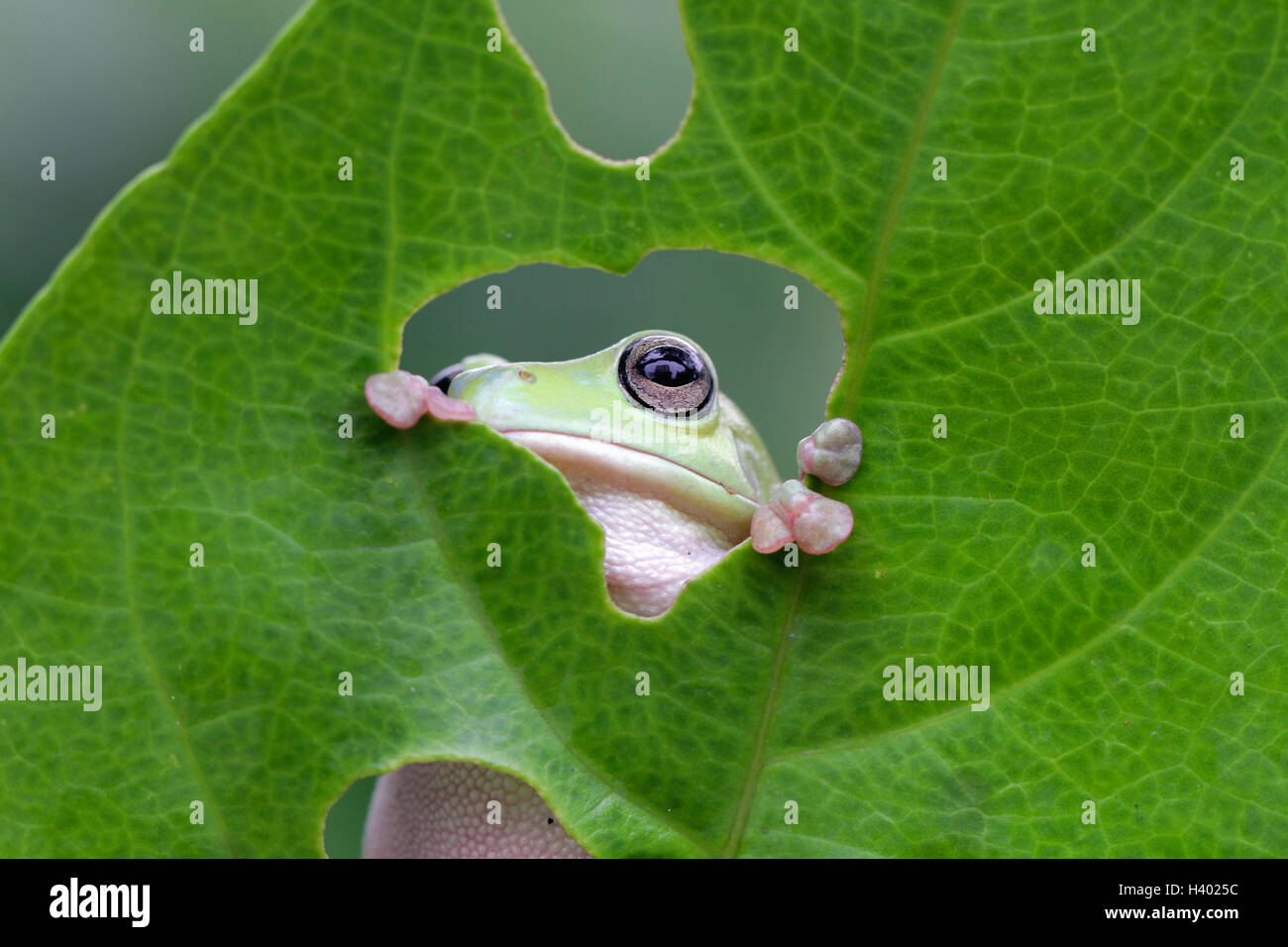 Frog looking through hole in a leaf, indonesia Stock Photo - Alamy