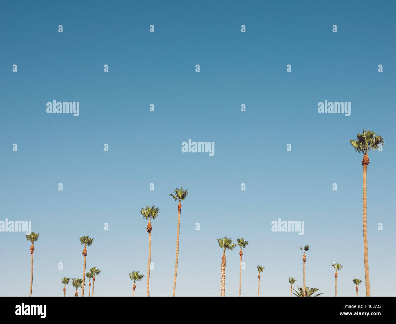 Palm tree growing horizontal hi-res stock photography and images - Alamy