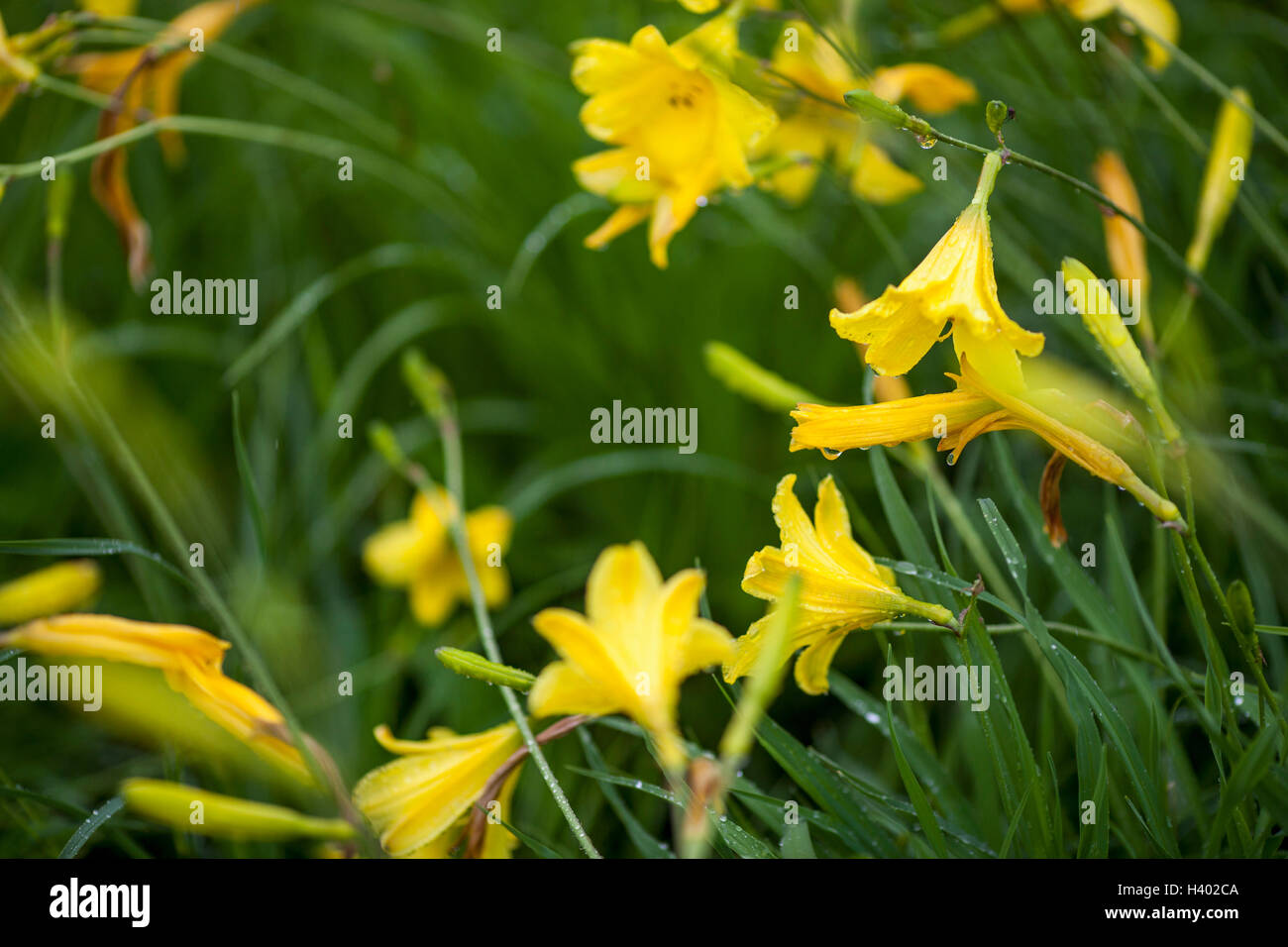 Close-up of water drops on yellow flowers at field during rainy season ...