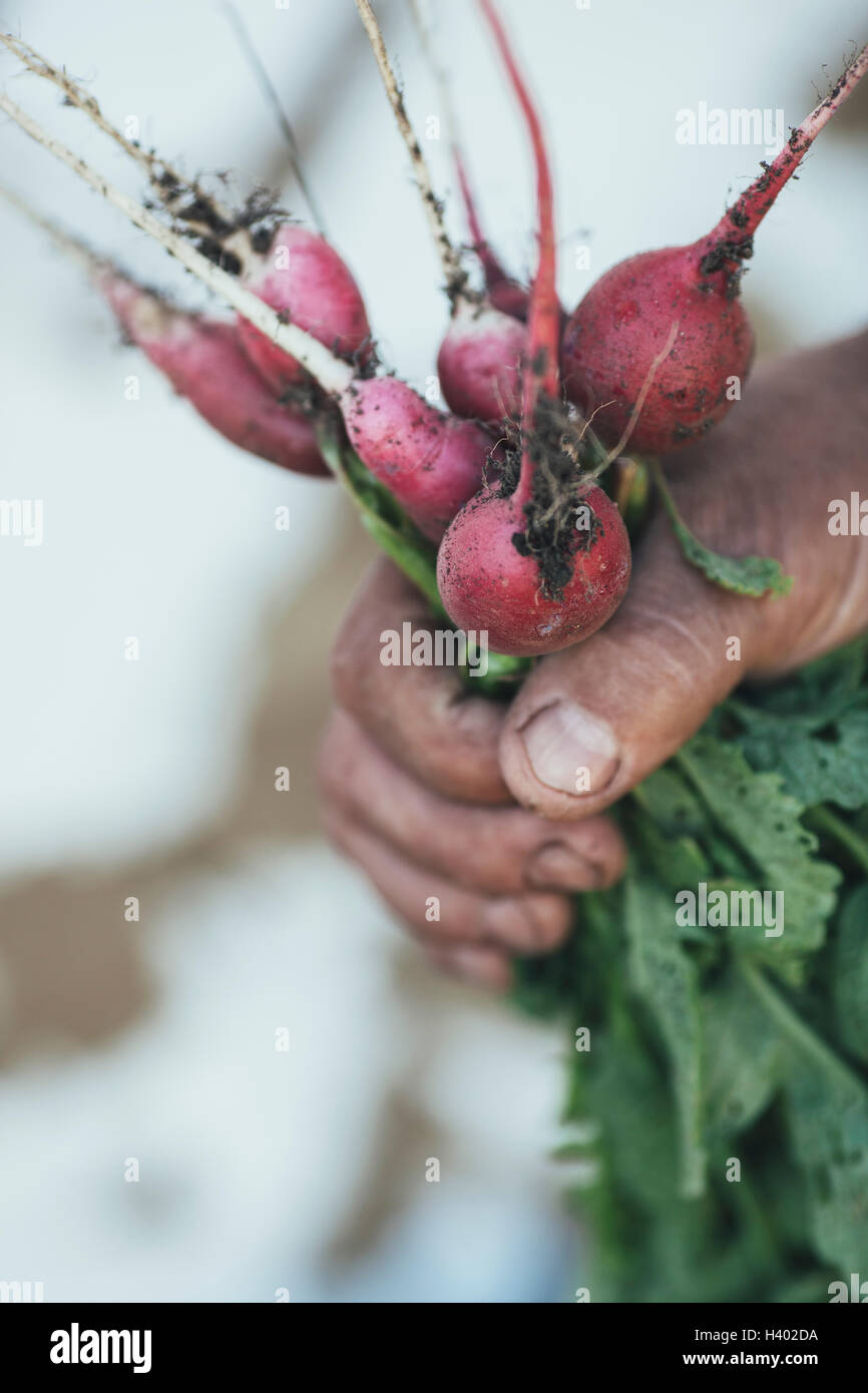 Cropped image of man's hand holding red radishes Stock Photo - Alamy