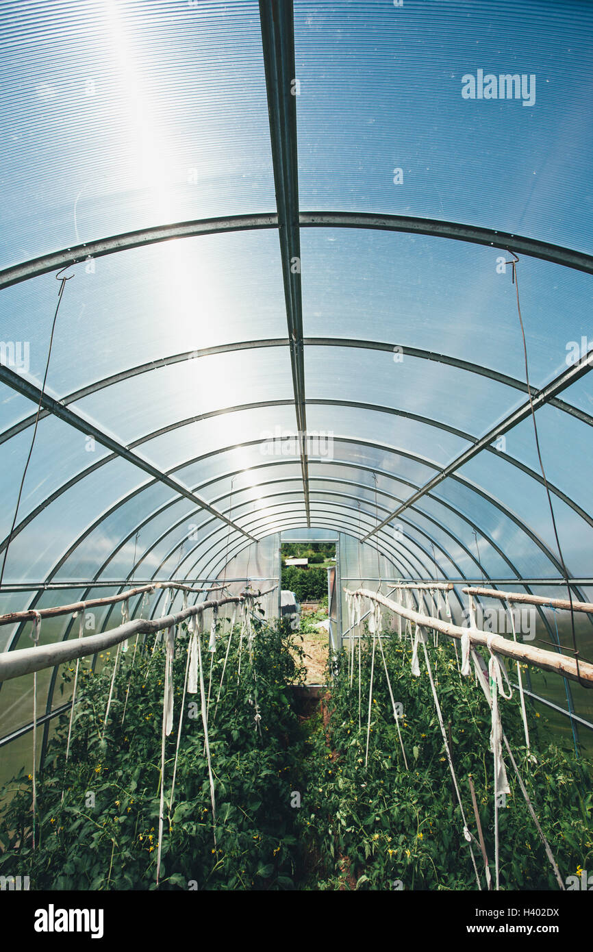 Vegetable growing arch hi-res stock photography and images - Alamy