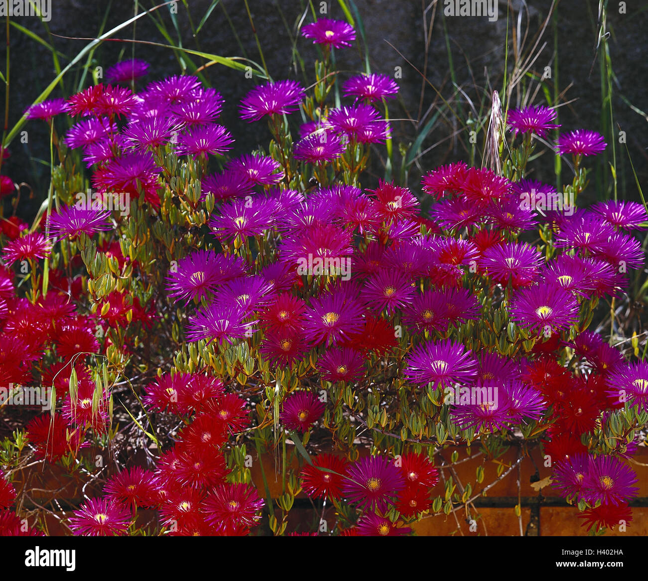 Mesembryanthemum spec hi-res stock photography and images - Alamy