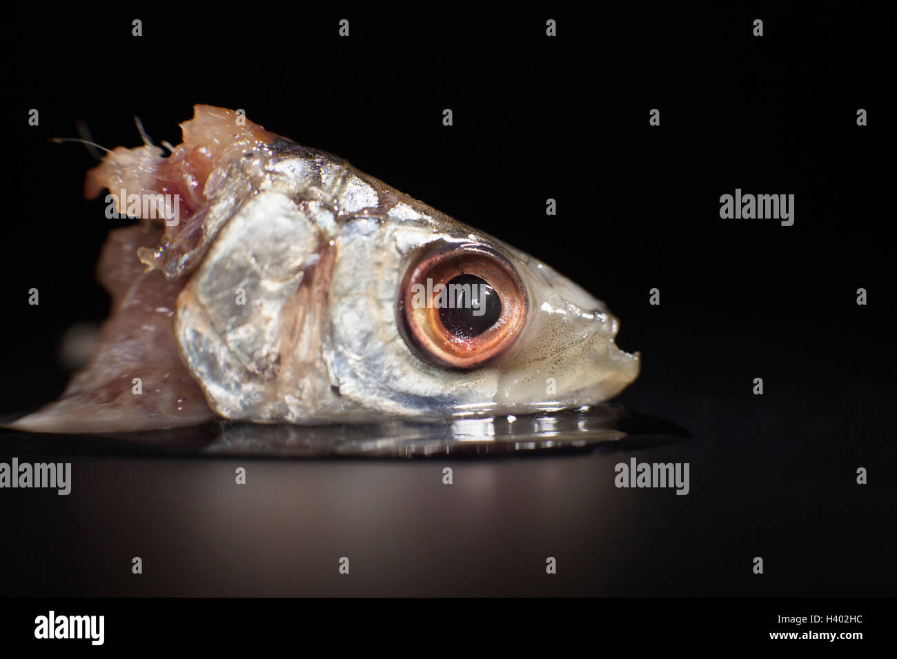 Close-up of raw fish head on table against black background Stock Photo ...
