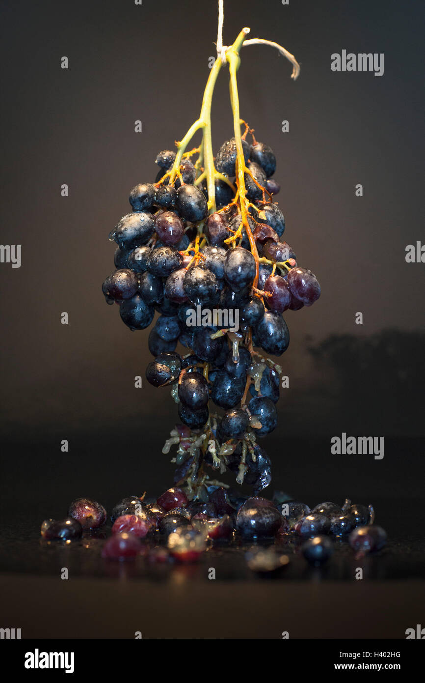 Close-up of grapes hanging on table against black background Stock ...