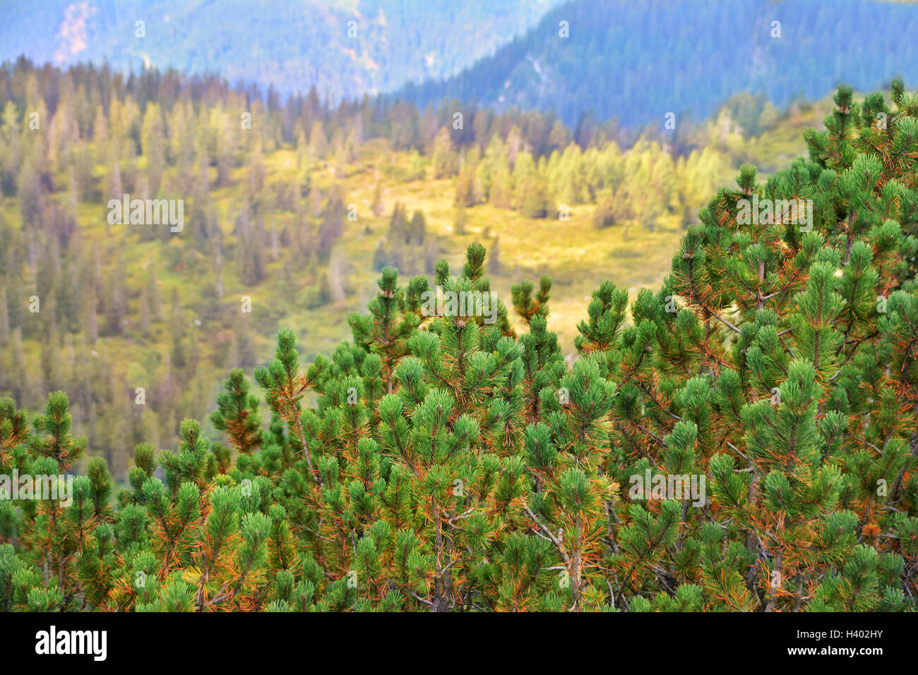 Pine trees in the Alps Stock Photo - Alamy