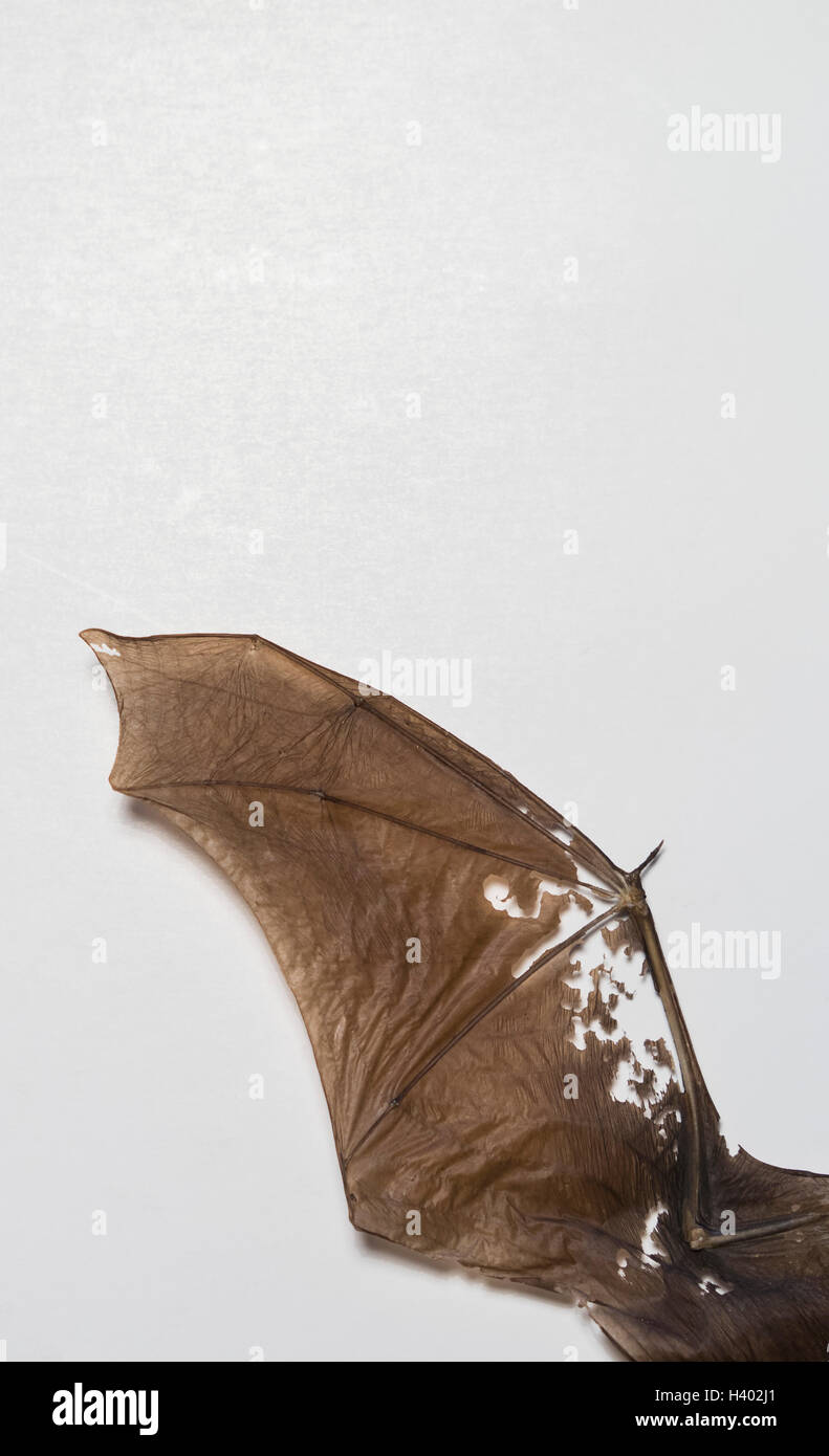 Body fossil hi-res stock photography and images - Alamy