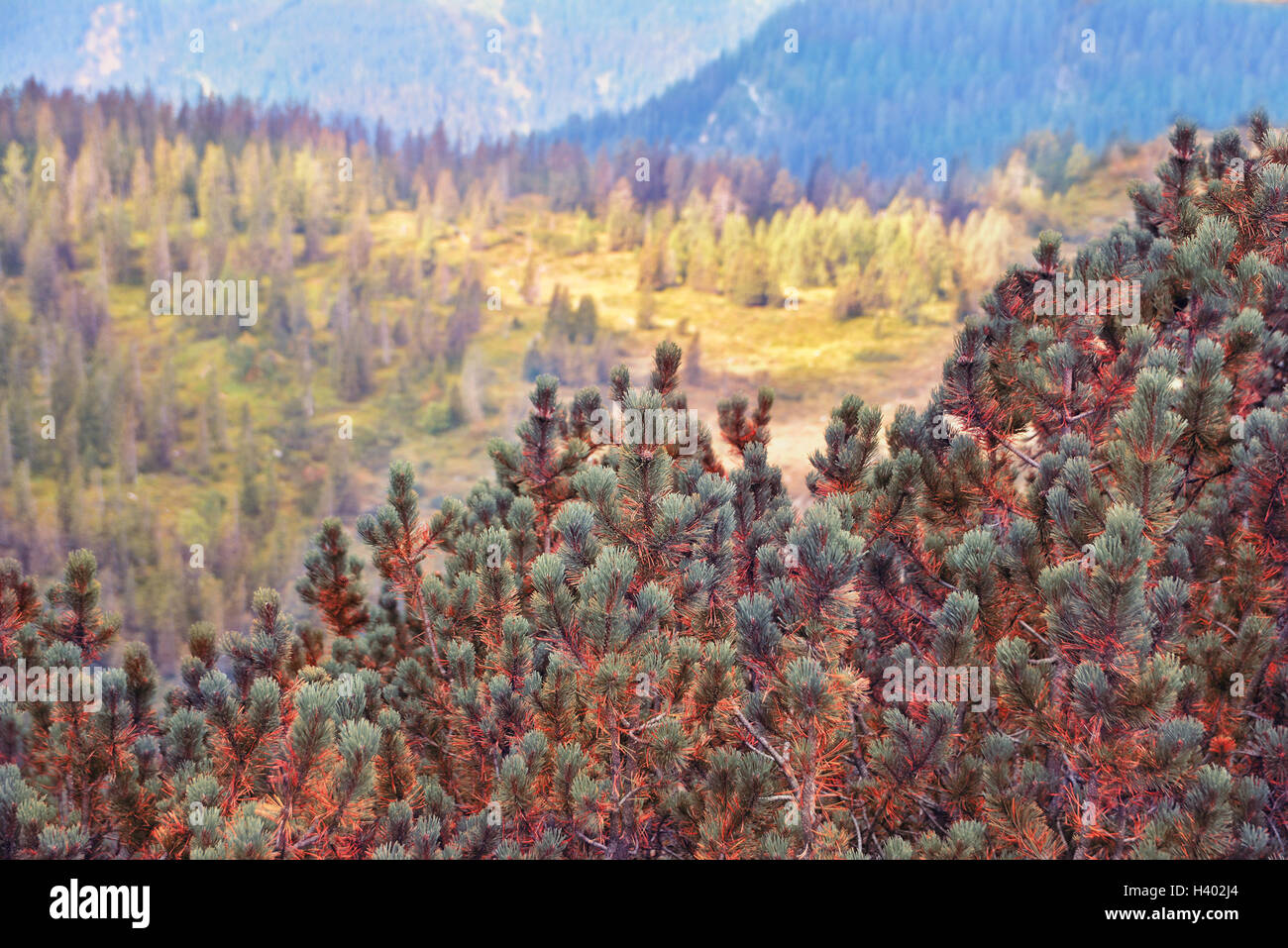 Trees in the alps hi-res stock photography and images - Alamy
