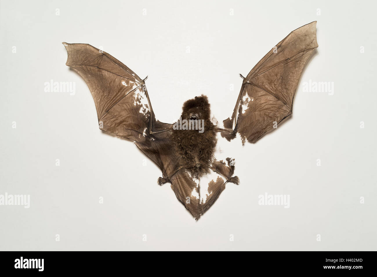 Real Bat Wings Close Up