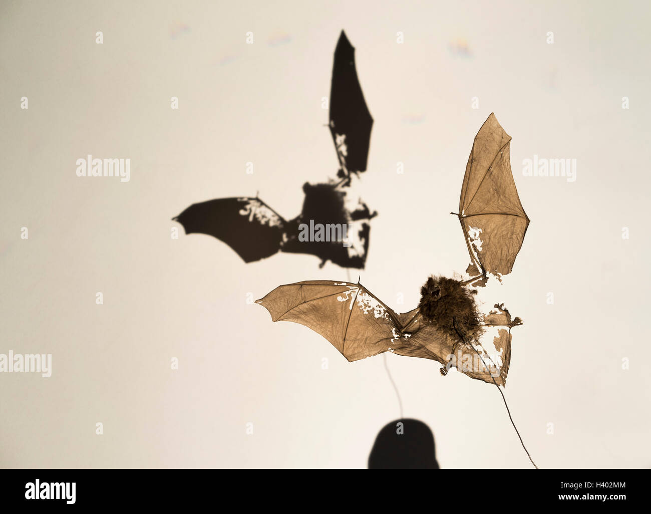 Bat fossil with shadow against white background Stock Photo - Alamy