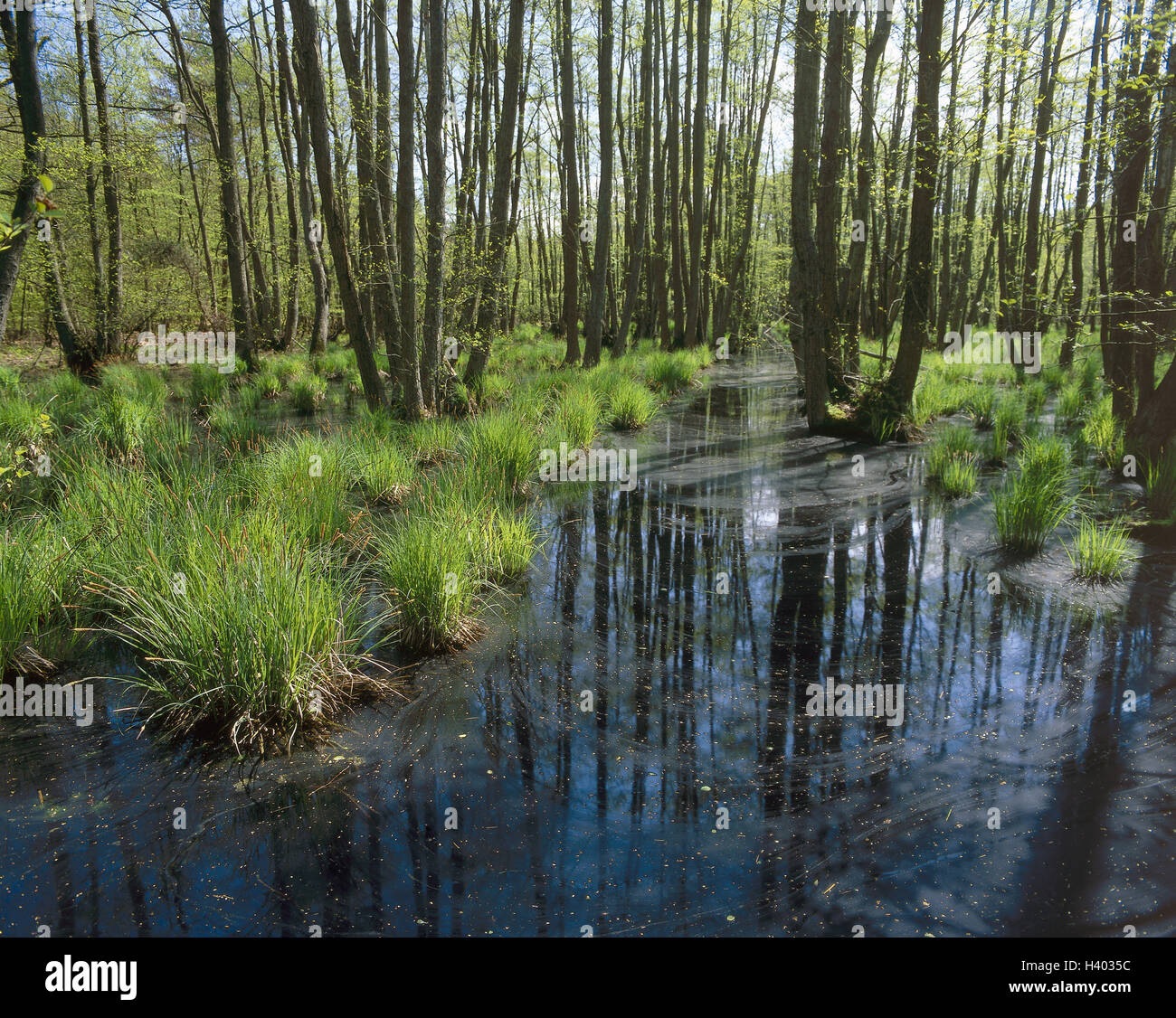 Germany, Mecklenburg-West Pomerania, the Baltic Sea, Darß, national ...