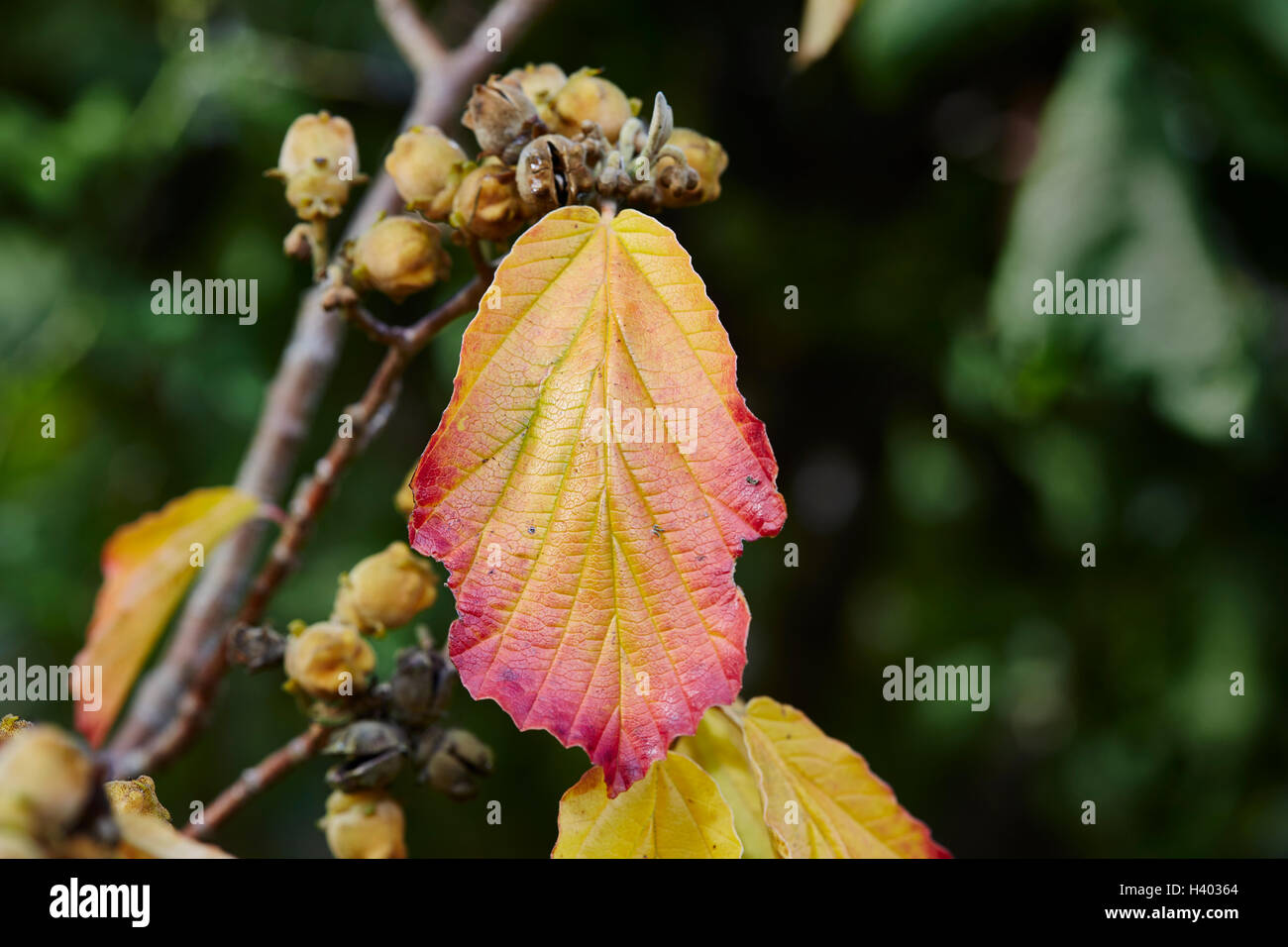 Witch hazel tree showing autumn color in its leaves with its fruit ...