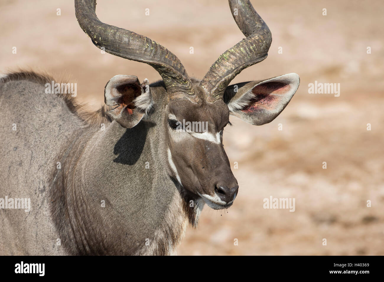 Close up of African Greater Kudu antelope Tragelaphus strepsiceros in ...