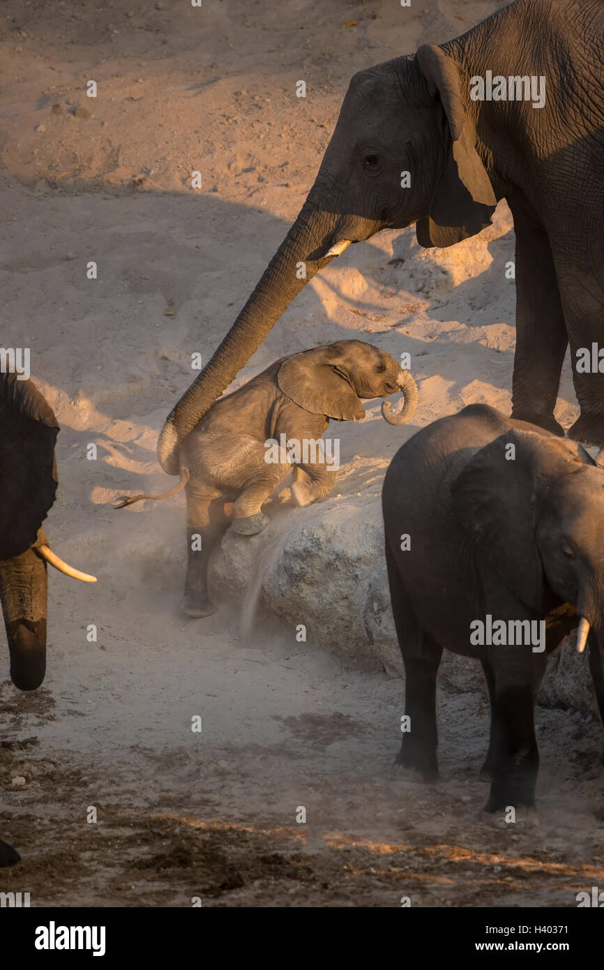 Elephant baby mother help hi-res stock photography and images - Alamy