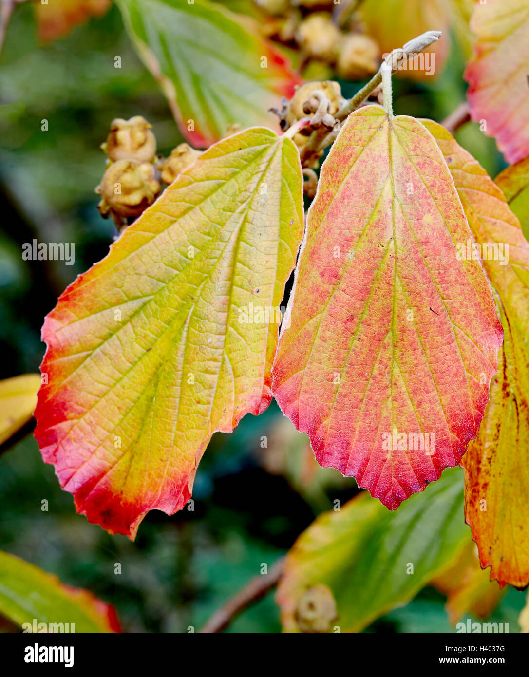 Witch Hazel Autumn Leaves Hamamelis High Resolution Stock Photography ...