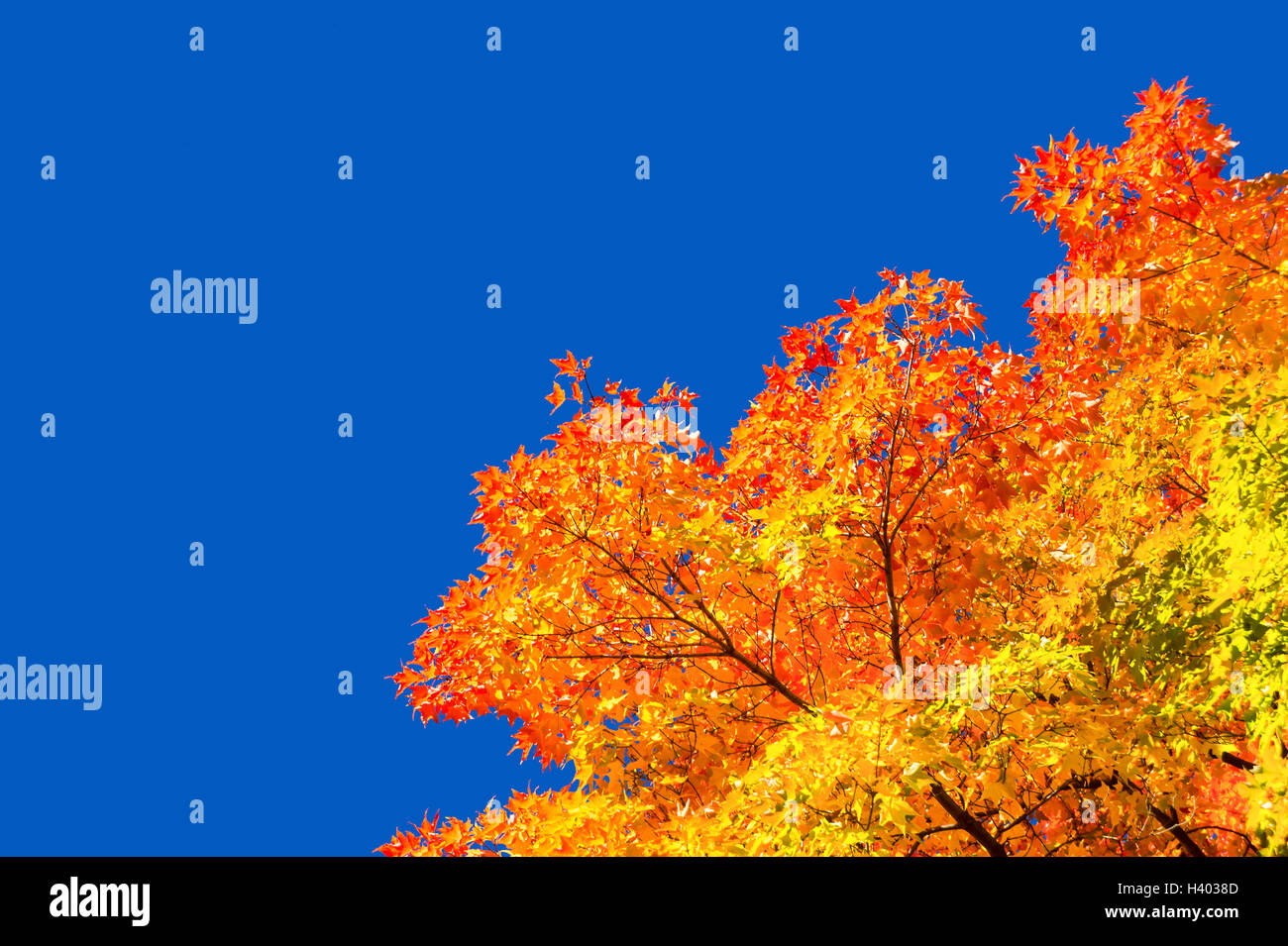 Autumn maple trees with red leaves against pure blue sky in Montreal ...