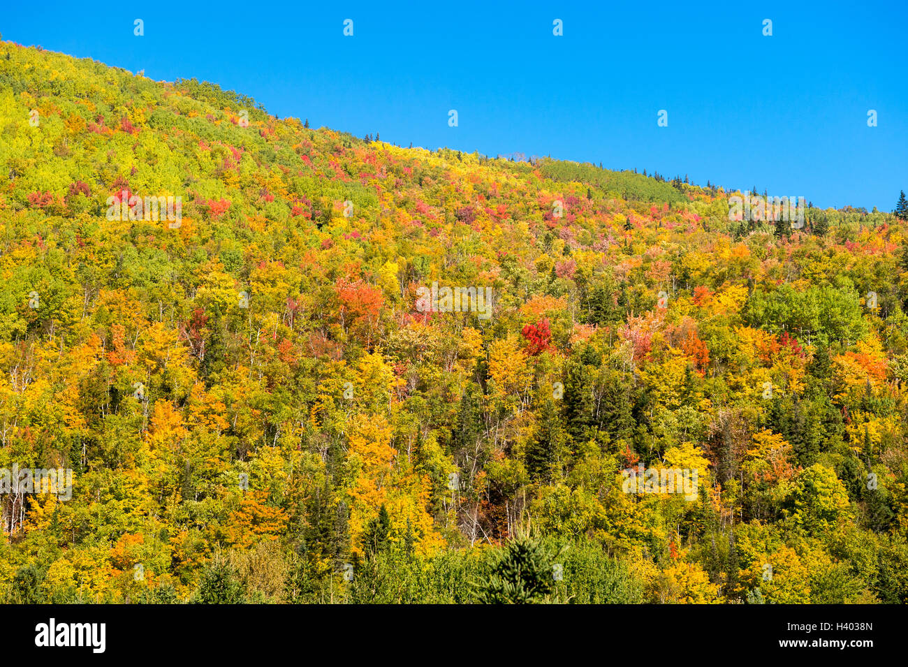 Autumn colors on Chic-Chocs mountains in Gaspesie, Quebec, Canada Stock ...