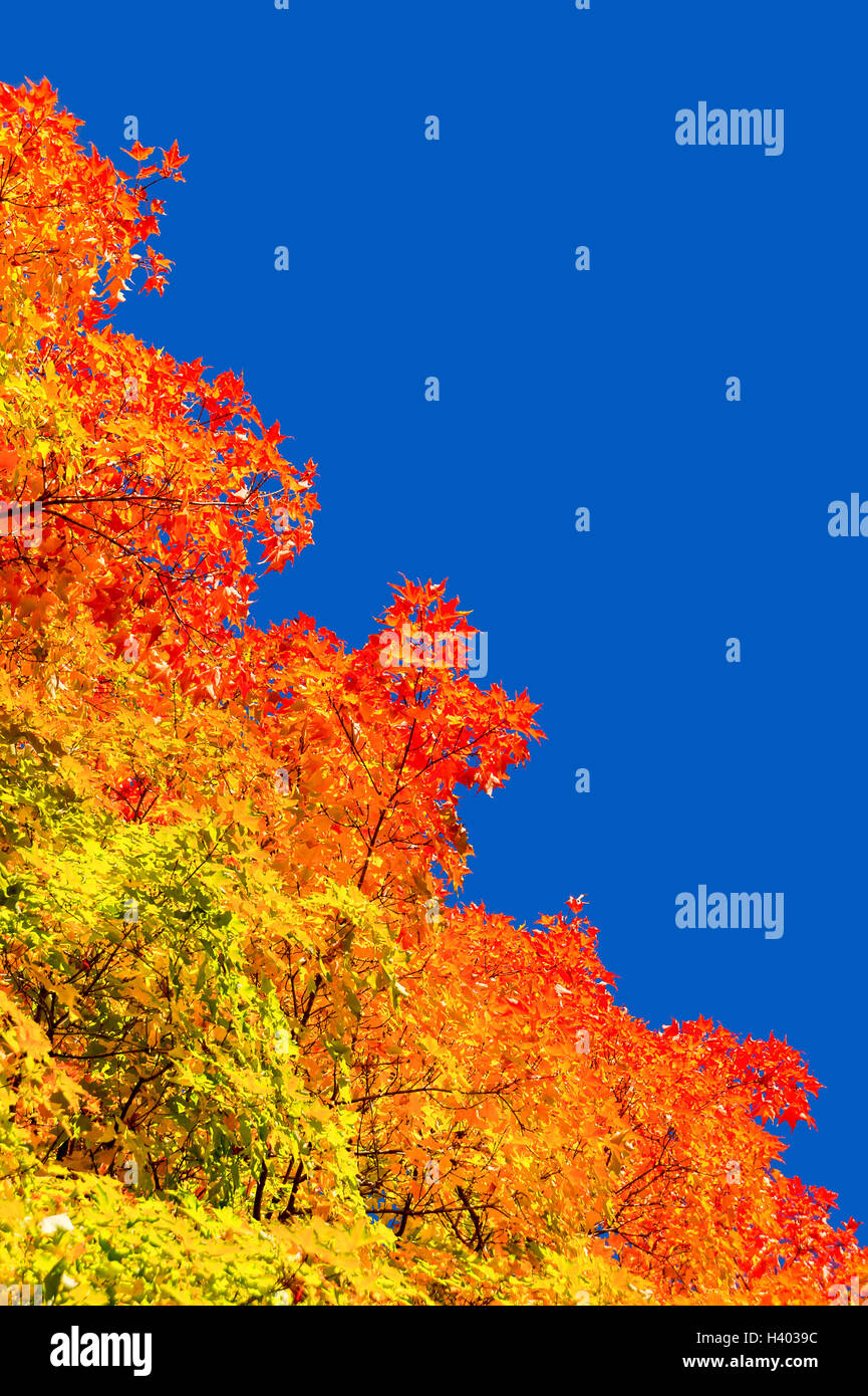 Autumn maple trees with red leaves against pure blue sky in Montreal ...