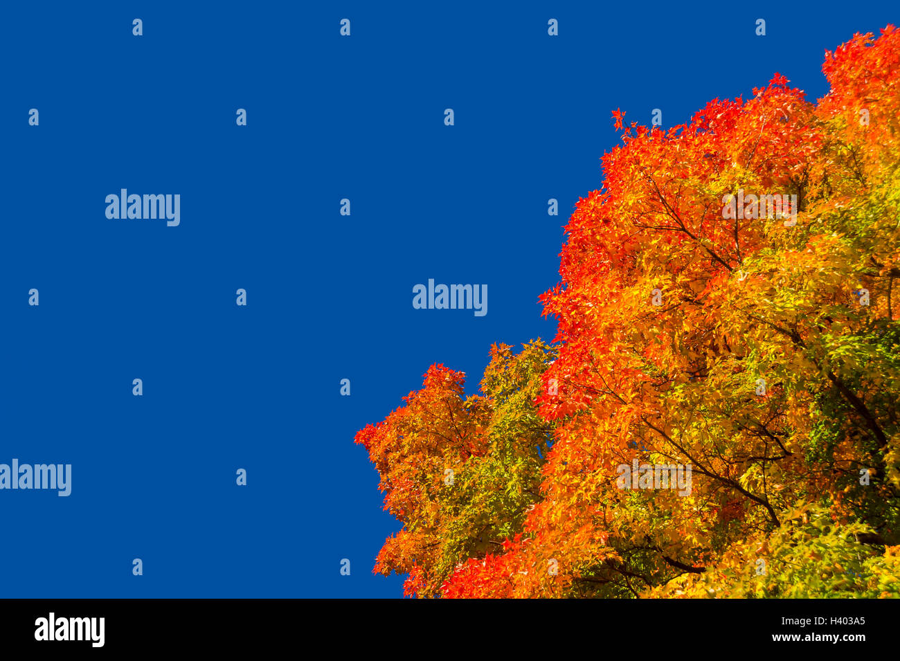 Autumn maple trees with red leaves against pure blue sky in Montreal ...