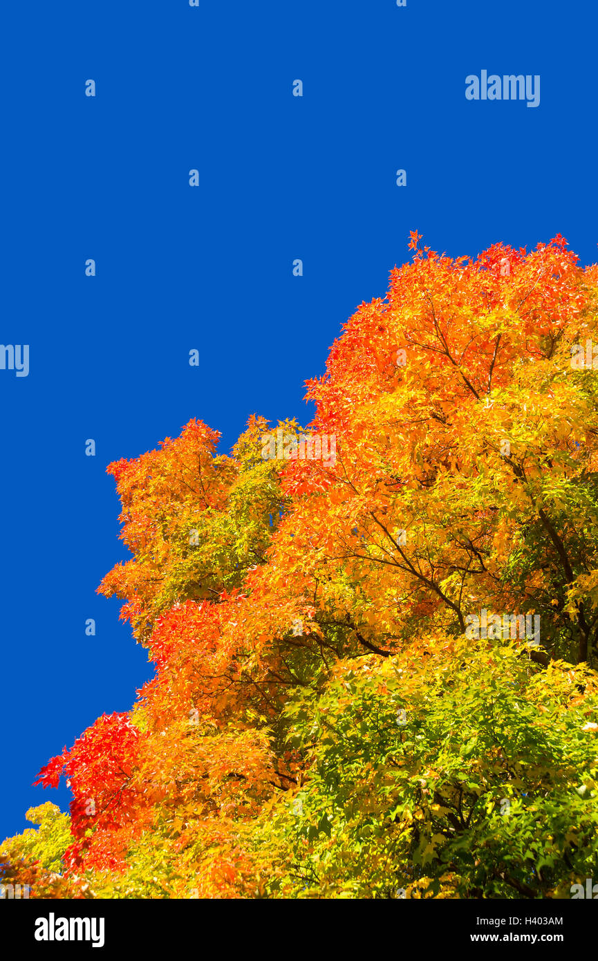 Autumn maple trees with red leaves against pure blue sky in Montreal ...